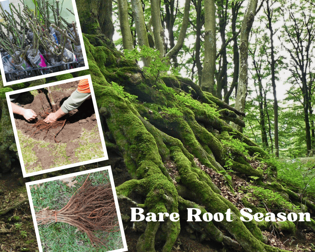 A Gardener’s Guide to the Bare-Root Performance | RHSI