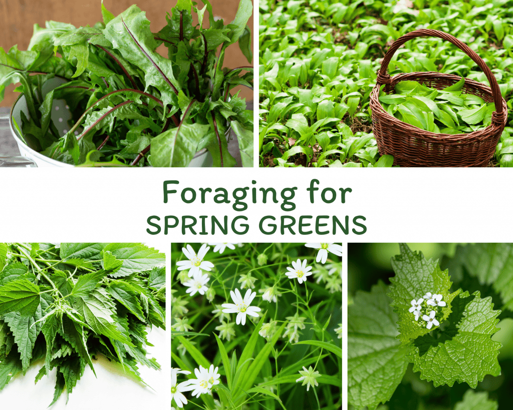 Foraging Spring Greens | RHSI