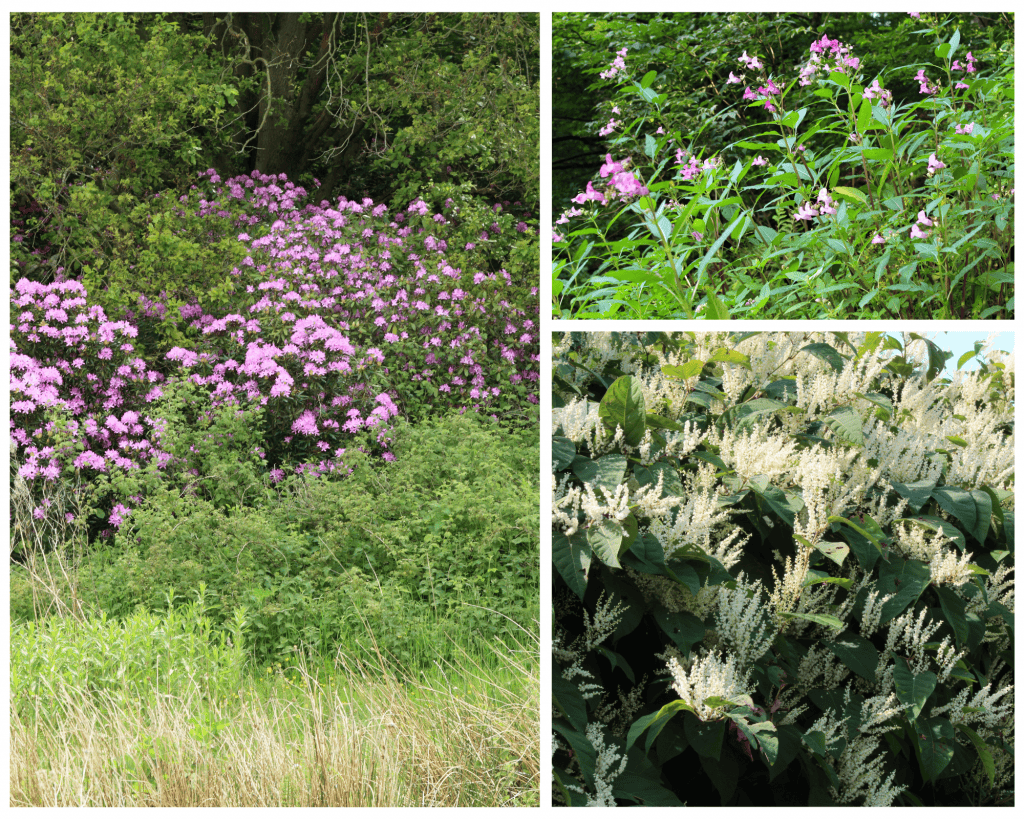 Invasive introduced plant species (IIPS) | RHSI