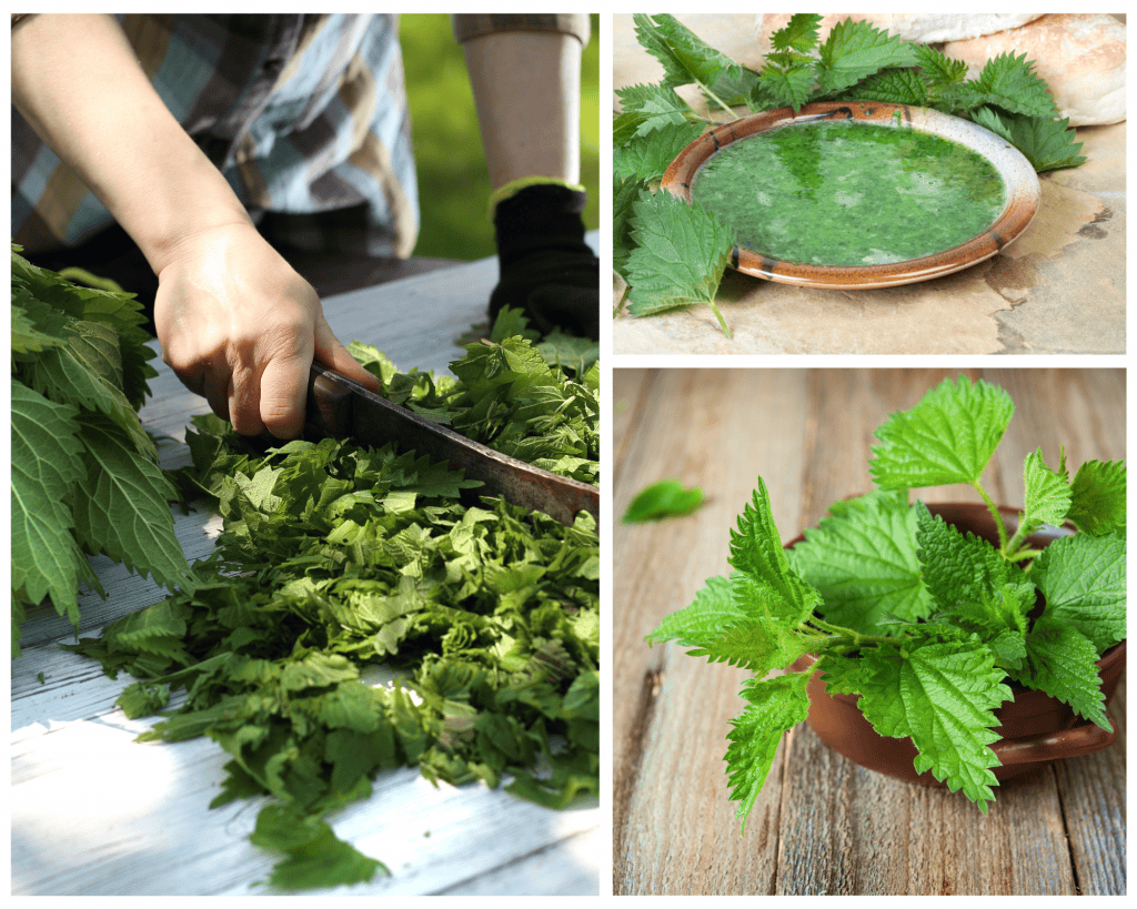 Nettles and their benefits (leaves) | RHSI