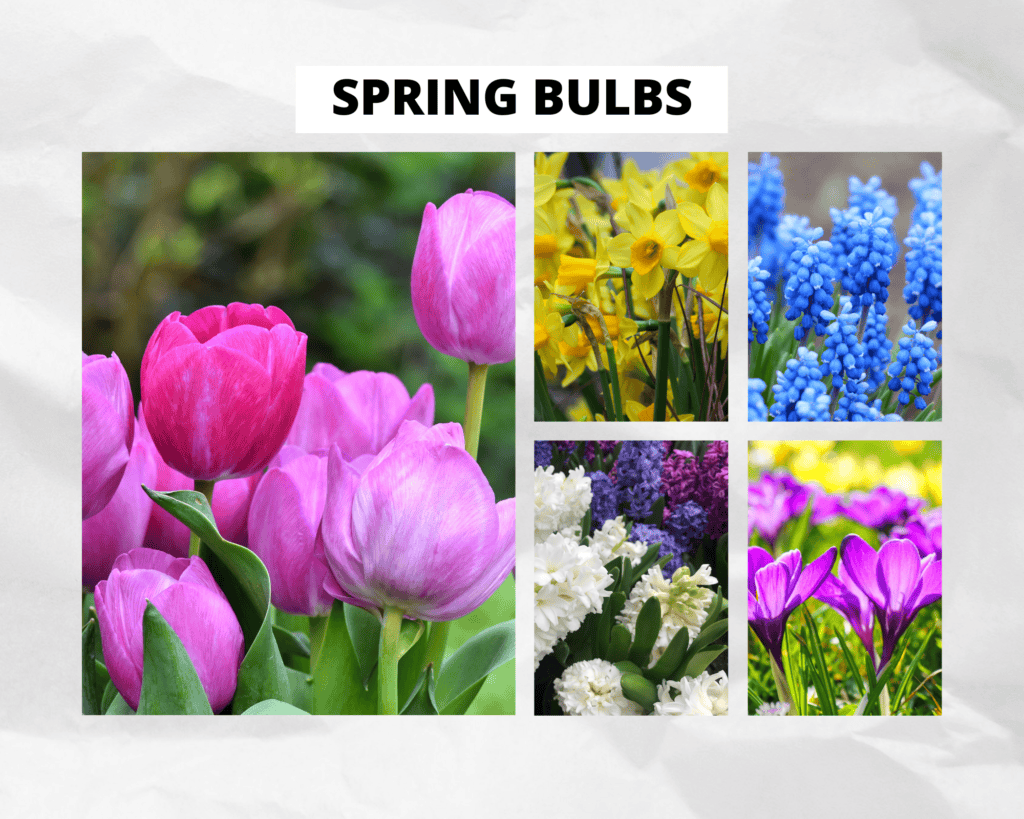 Planting Spring Bulbs in Containers | RHSI